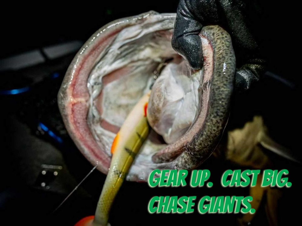 Swimbaits, Surface Strikes & Savage Bites: Cod Season Starts Now